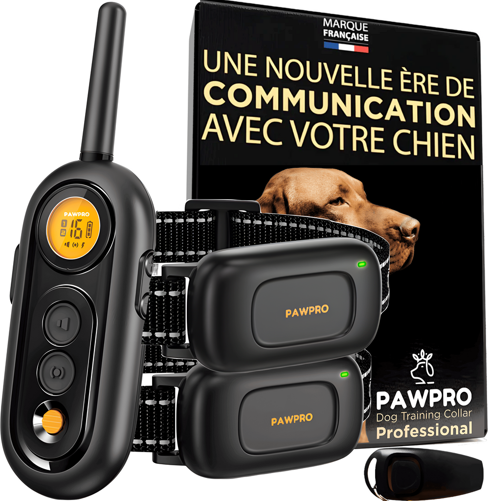 Collier de Dressage Modèle PP6-A | PAWPRO